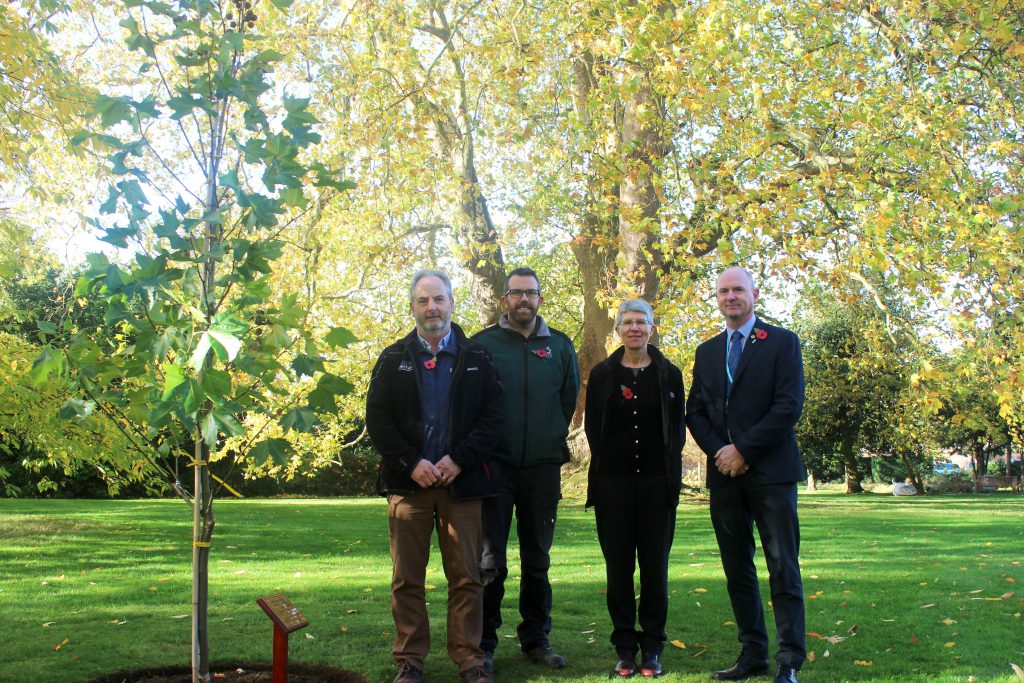 Legacy of legendary Great London Plane Tree of Ely to live on thanks to ...