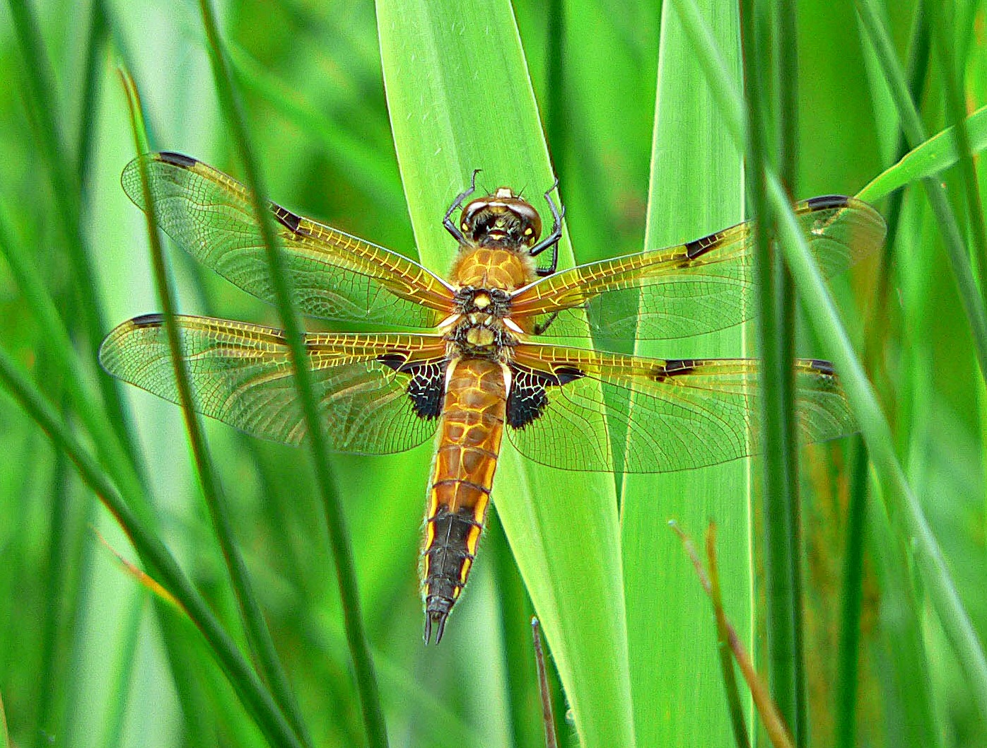 Dragonfly Collage Workshop - Spotted in Ely