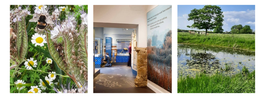 Ely Museum Goes Back to Nature - Spotted in Ely