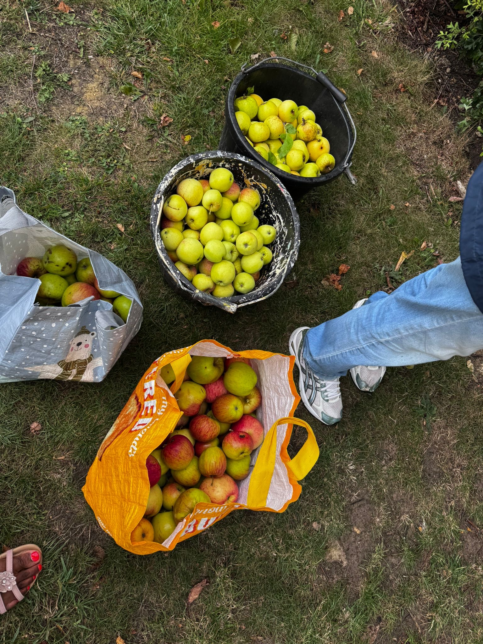 Ely Rotarians pick 100 kilos of apples for famous Apple and Harvest ...
